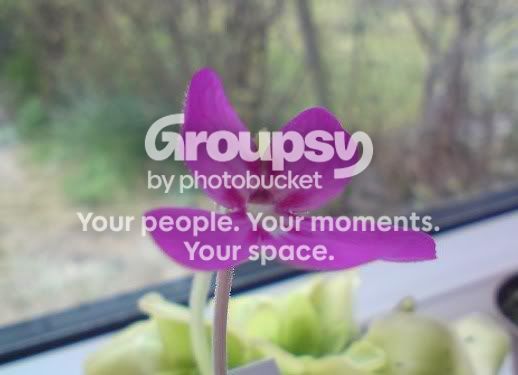 Mexican ping - dry leaves? - Pinguicula - Carnivorous Plants UK