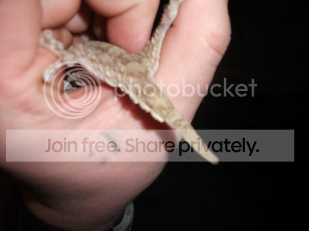 white spotted gecko east london | Reptile Forums