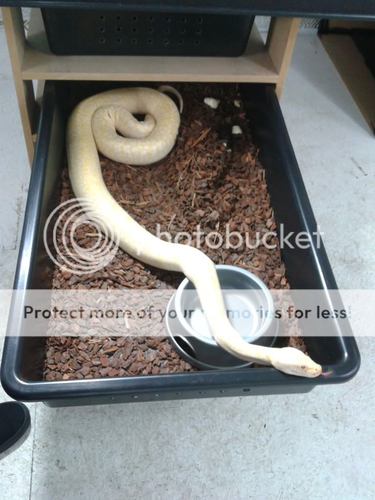 Granite burmese python growth rate | Reptile Forums