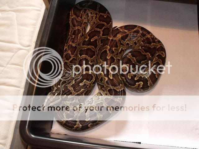 Dwarf Burmese pythons | Reptile Forums