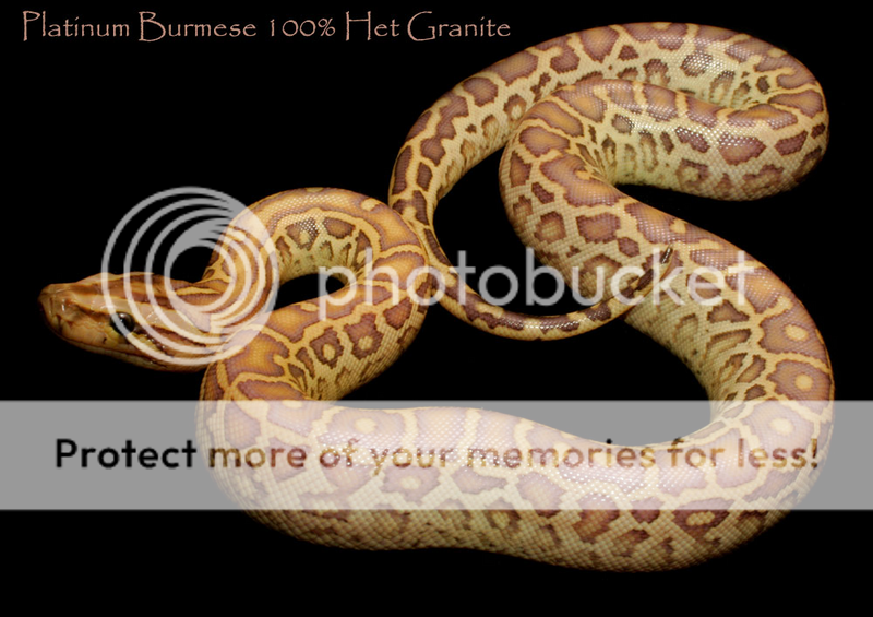 Platinum het Granite Burmese python!!! | Reptile Forums