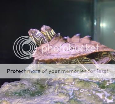 '11 Black Knob Sawback Map Turtles | FaunaClassifieds